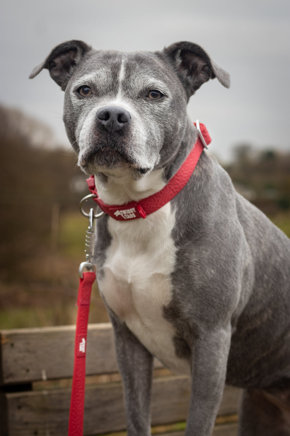 Tidal Collar | PVC Waterproof | Twiggy Tags – Track & Trail Canine ...