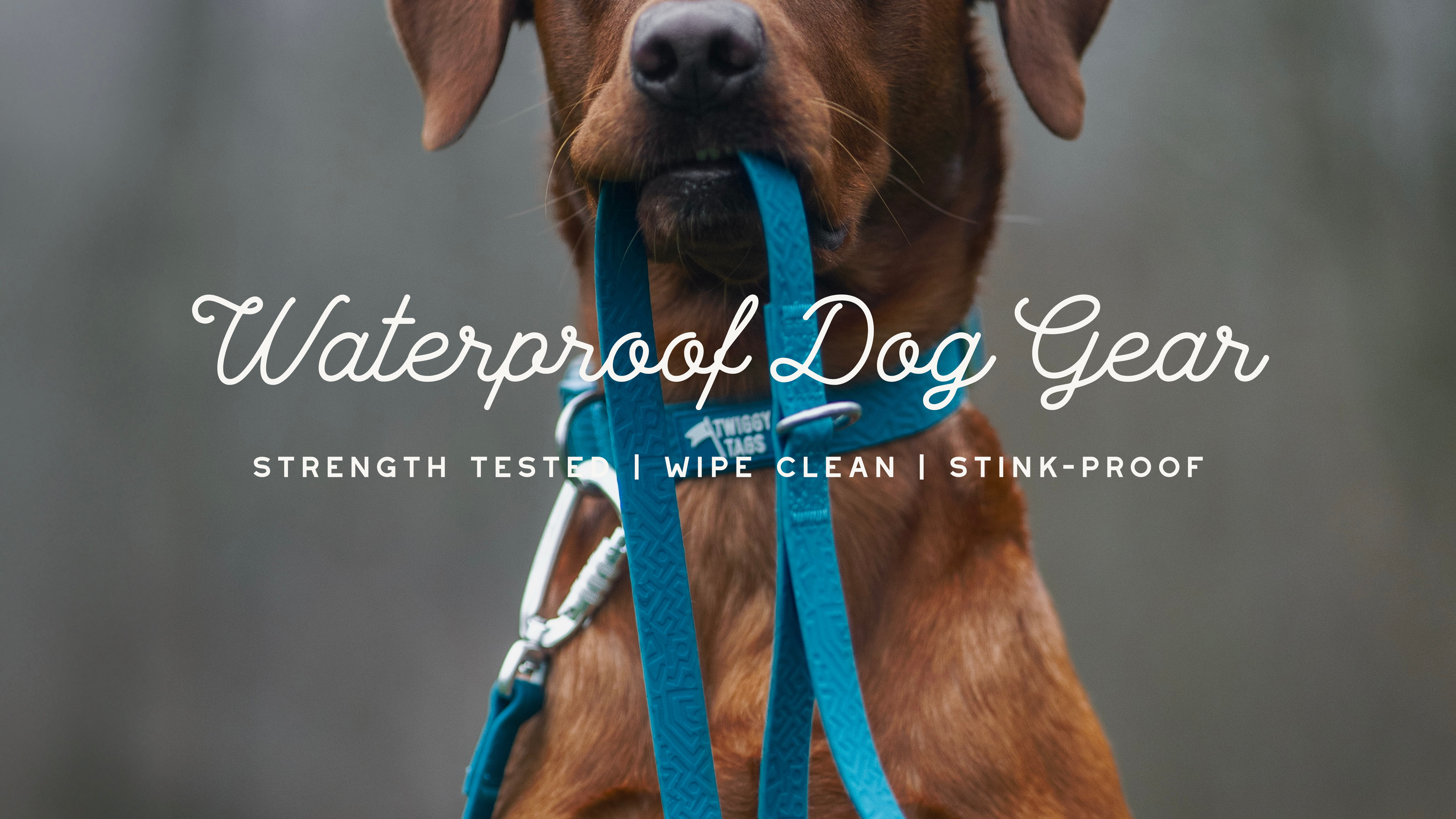 Track and Trail Canine Outfitters, Dumfries' specialist shop for dogs ...